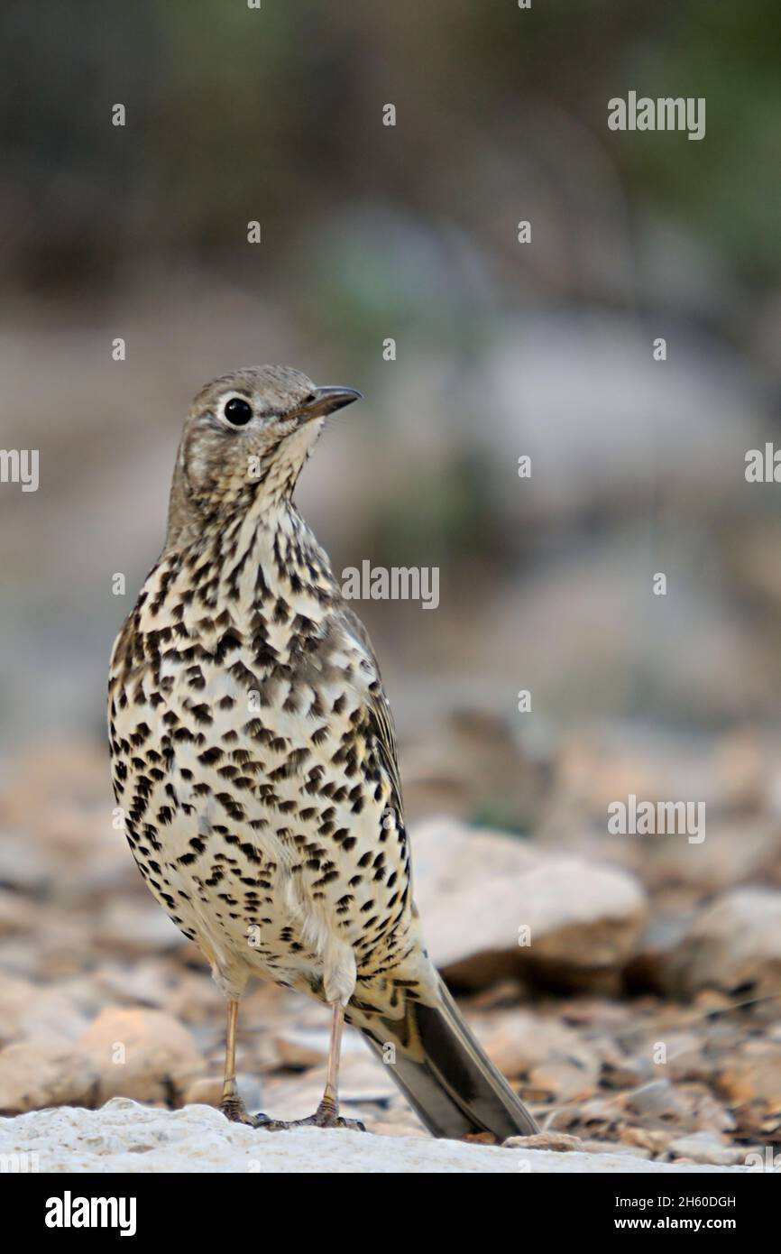 Wild birds in their natural environment. Birds in freedom Stock Photo ...
