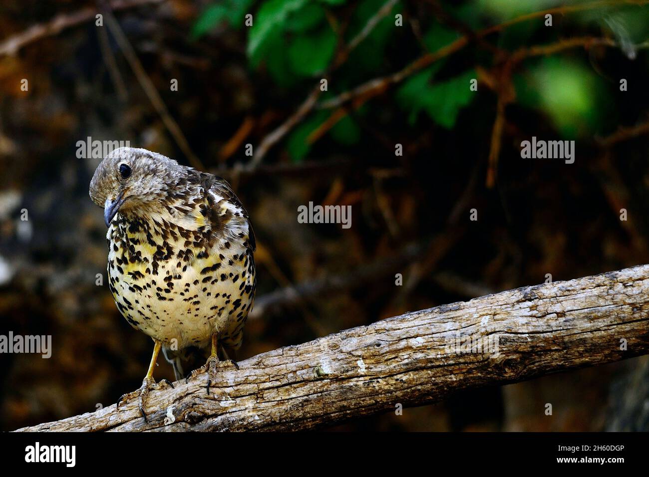 Wild birds in their natural environment. Birds in freedom Stock Photo ...