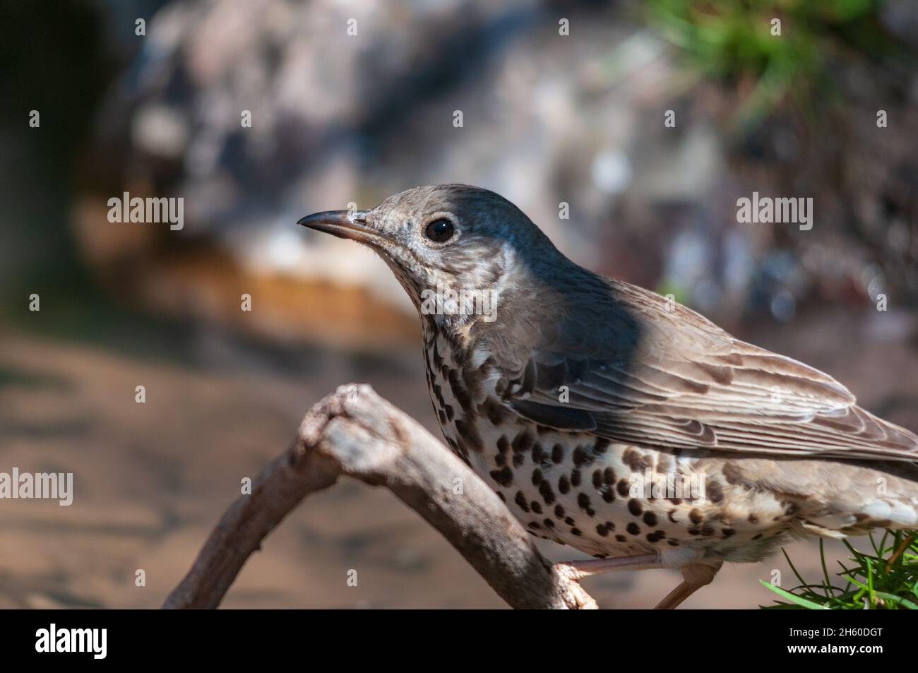 Wild birds in their natural environment. Birds in freedom Stock Photo ...