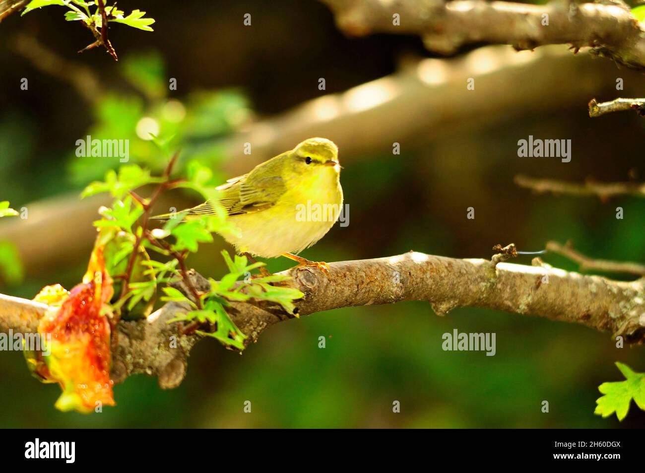 Wild birds in their natural environment. Birds in freedom Stock Photo ...