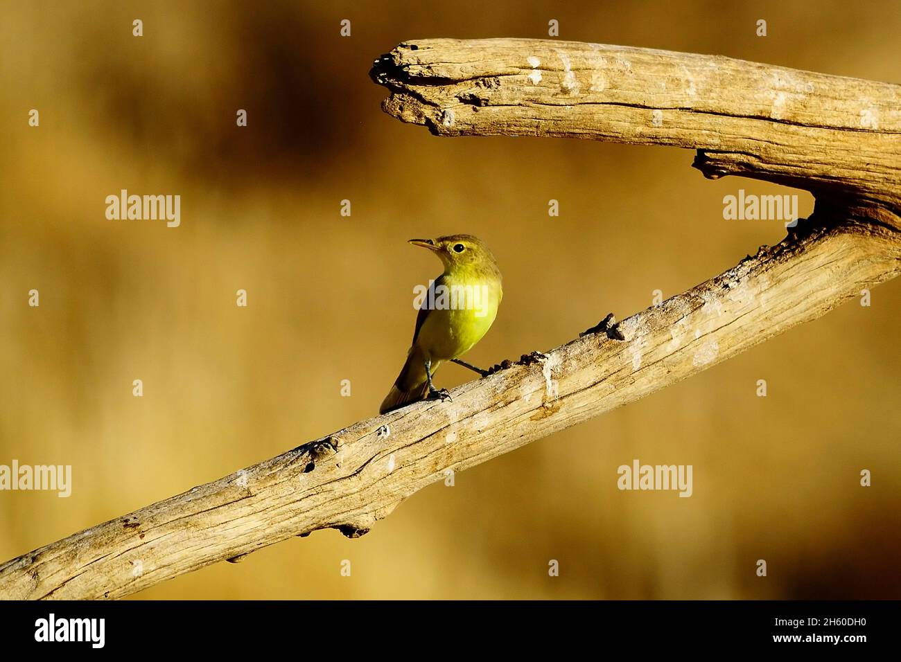 Wild birds in their natural environment. Birds in freedom Stock Photo ...