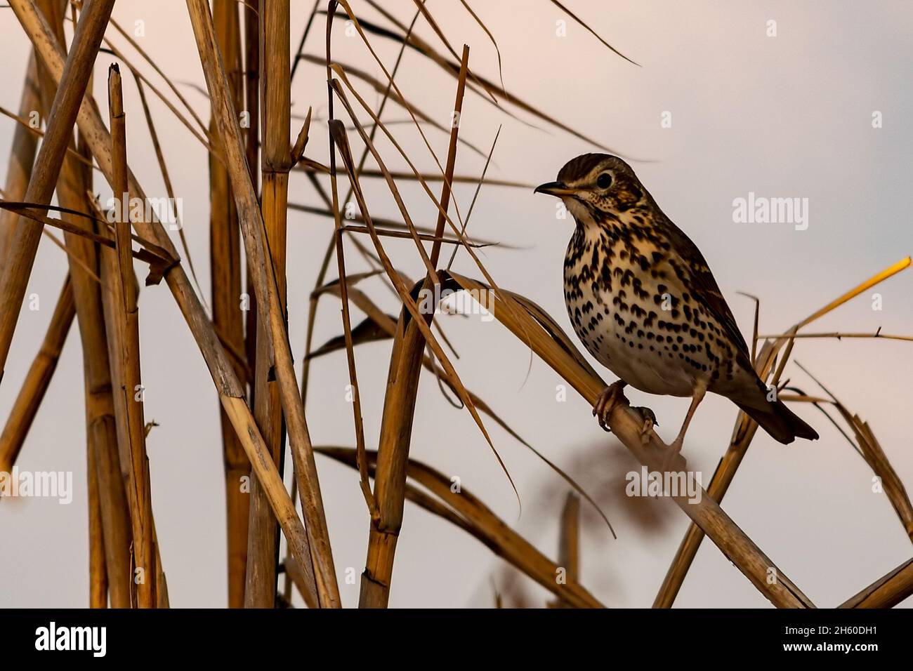 Wild birds in their natural environment. Birds in freedom Stock Photo ...