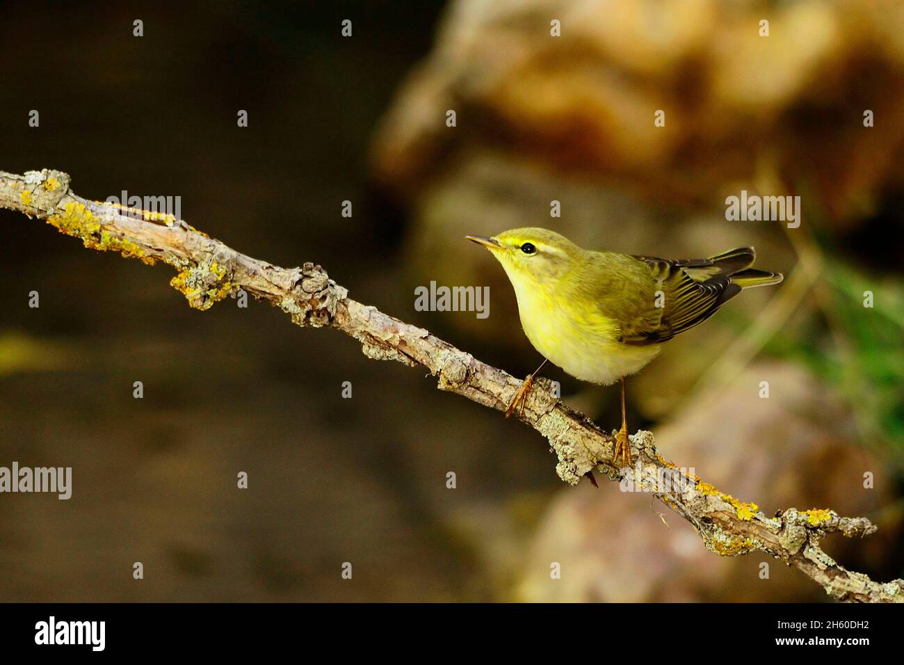 Wild birds in their natural environment. Birds in freedom Stock Photo ...