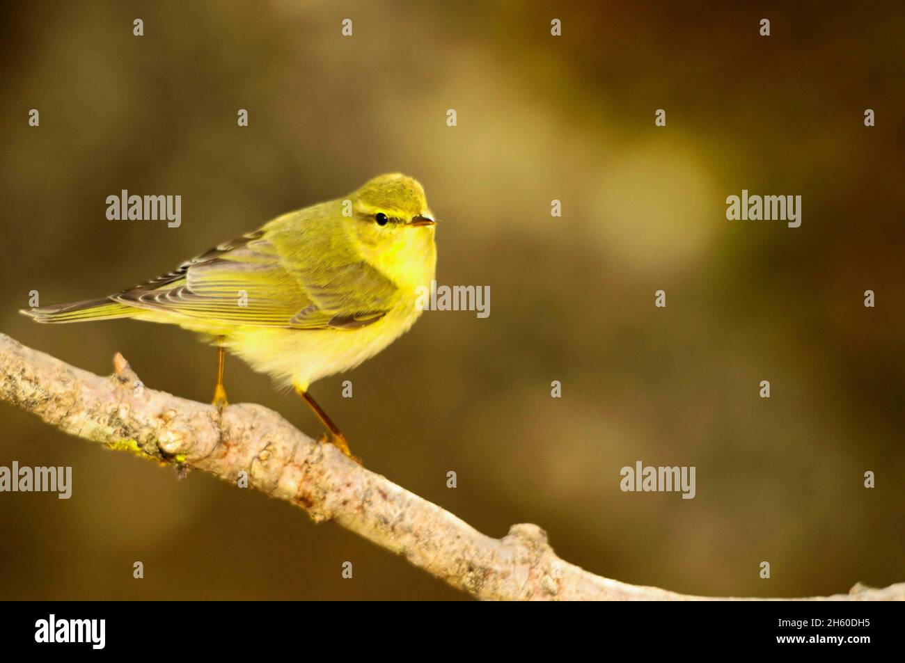Wild birds in their natural environment. Birds in freedom Stock Photo ...