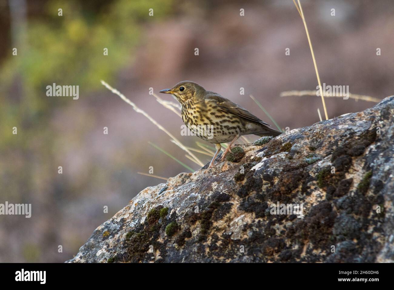 Wild birds in their natural environment. Birds in freedom Stock Photo ...