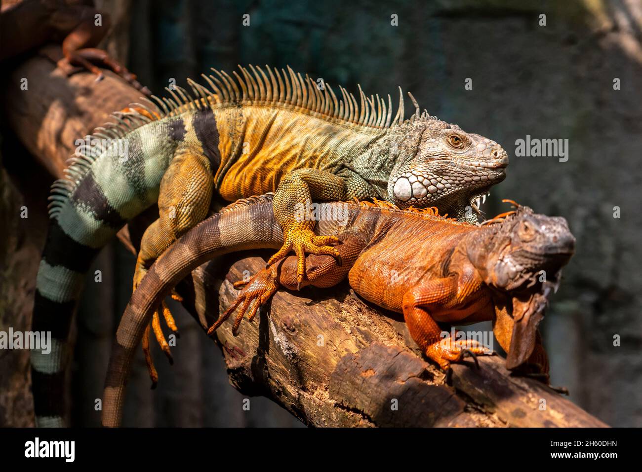 Lizard families together is looking to the future so cute in a public ...