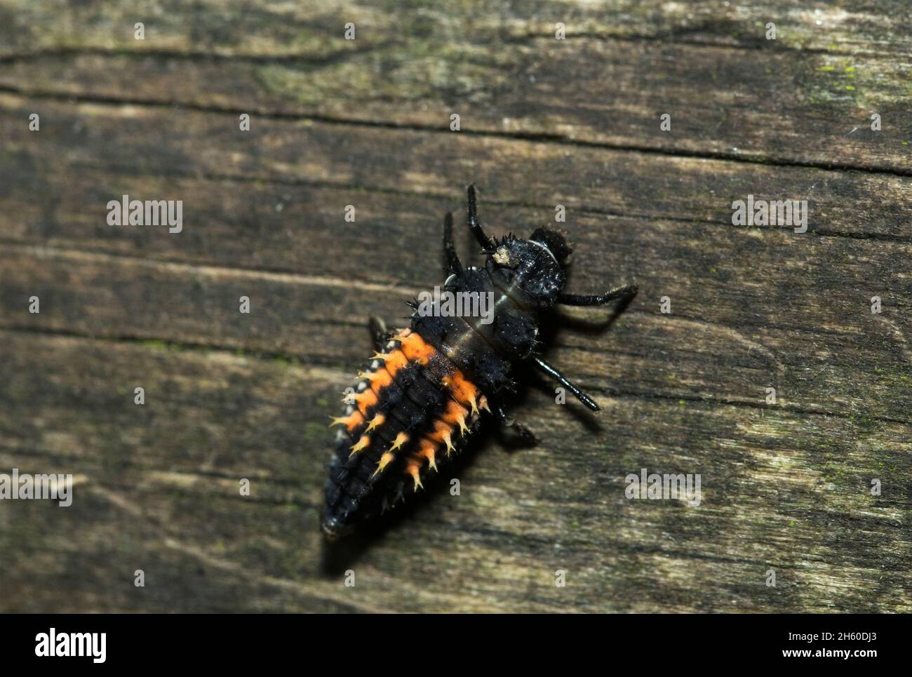 The nymph of the Harlequin Ladybird beetle looks threatening but it is ...