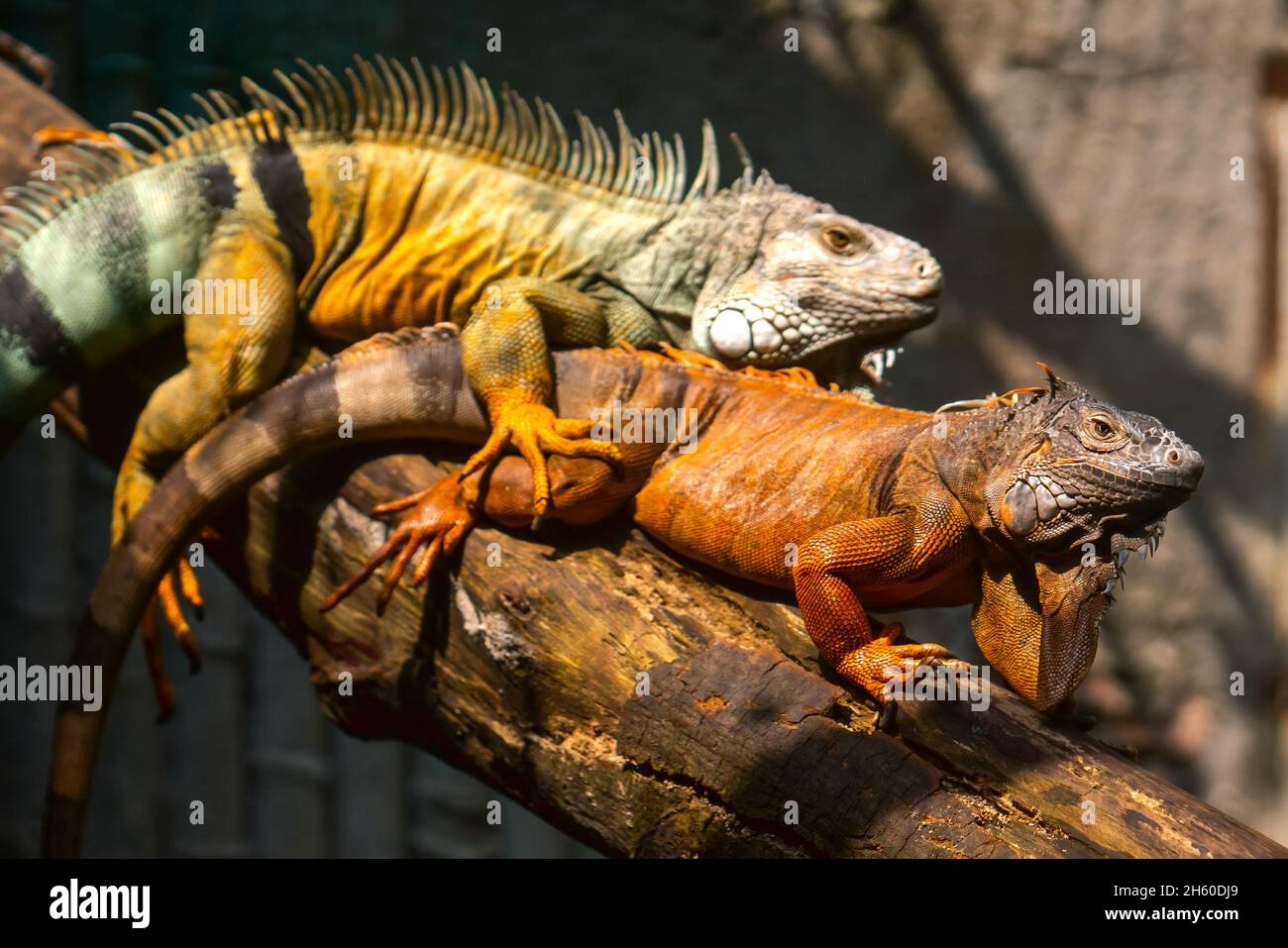 Lizard families together is looking to the future so cute in a public ...