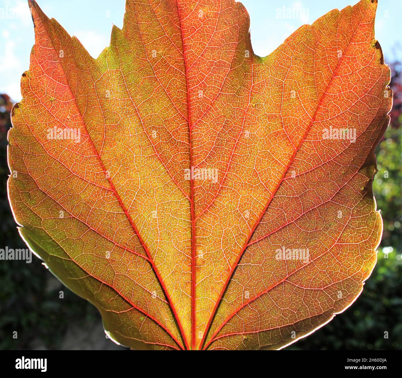 red leaf with veins close up Stock Photo - Alamy