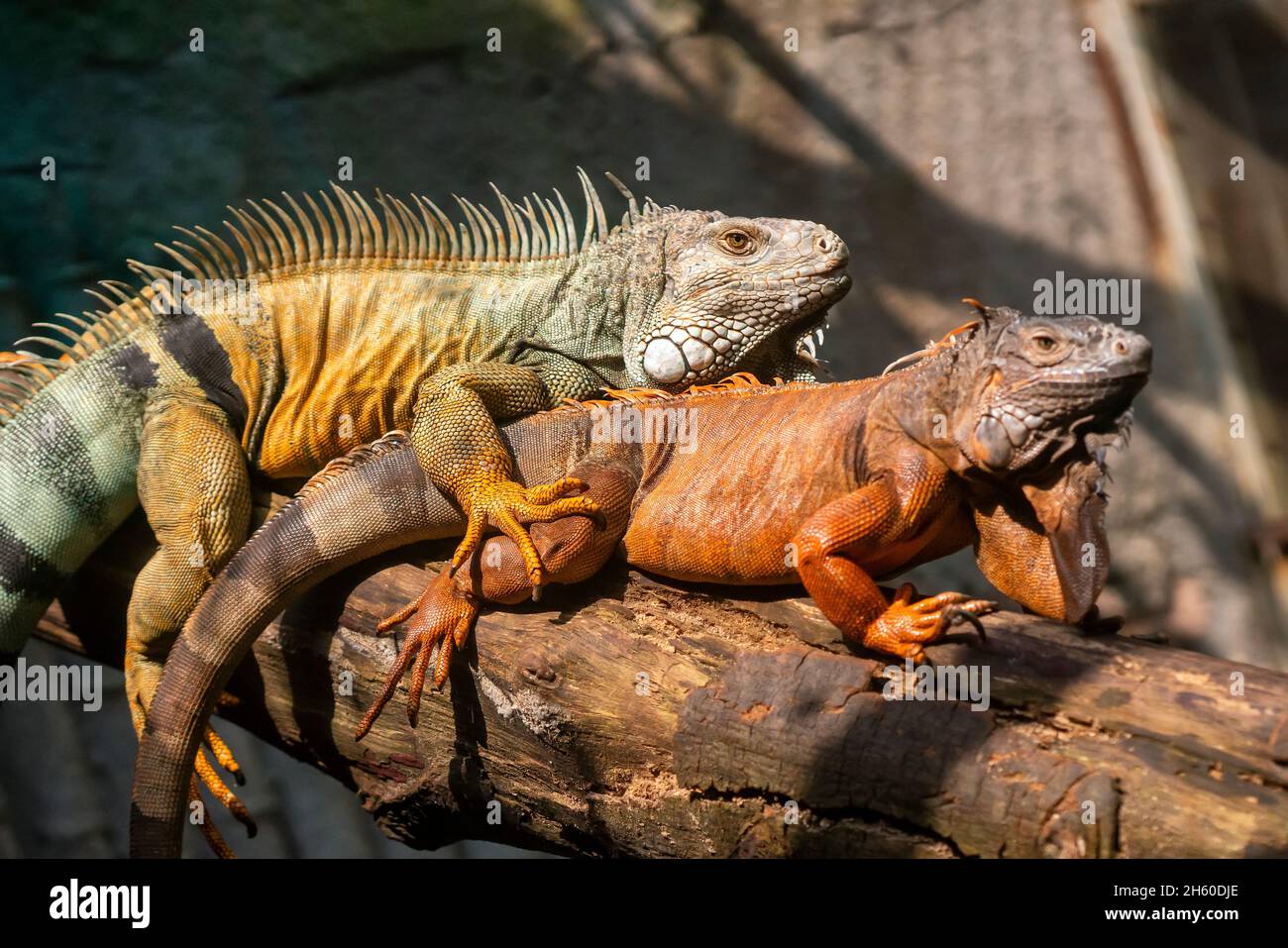 Lizard families together is looking to the future so cute in a public ...