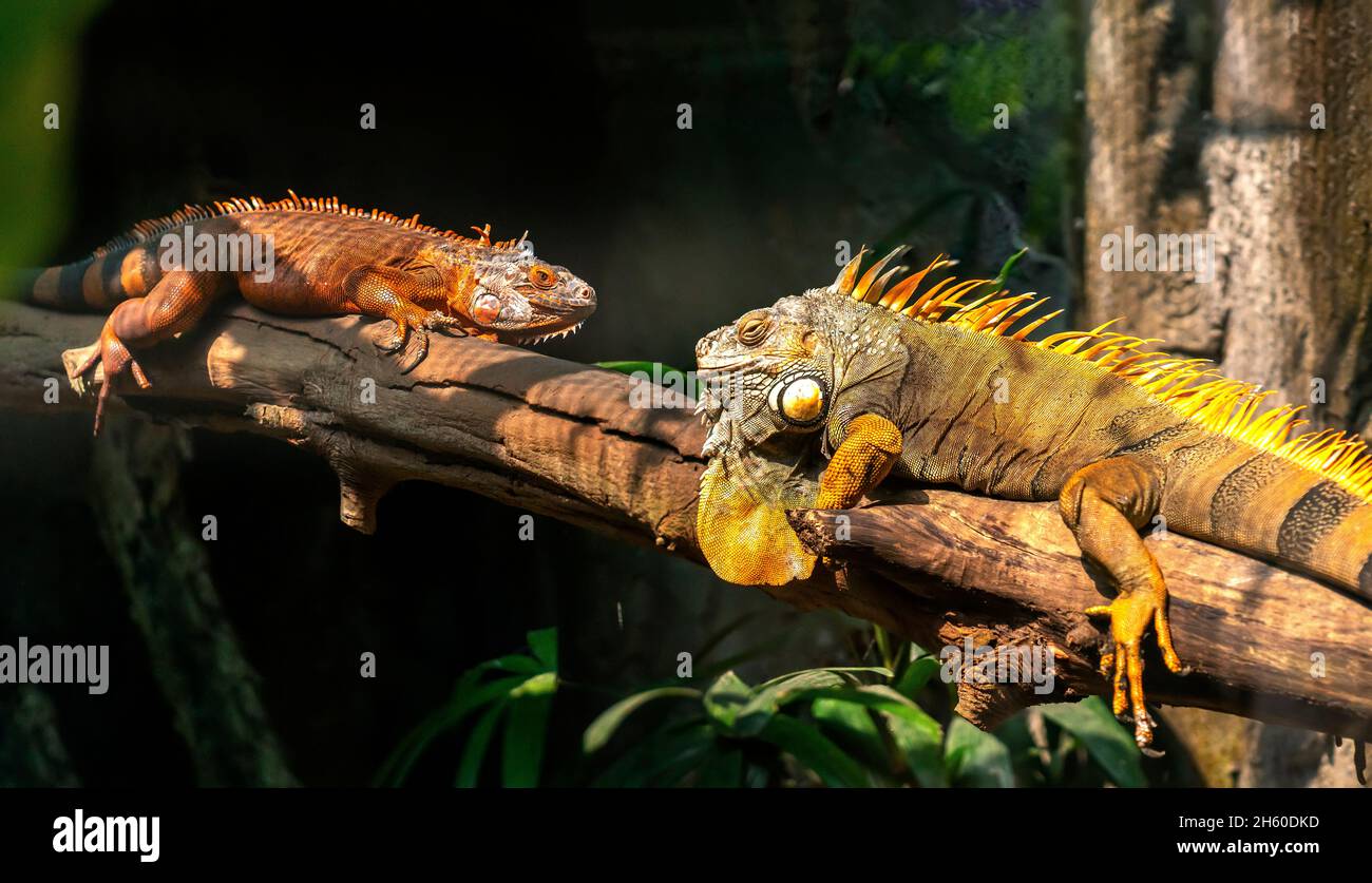 Lizard families together is looking to the future so cute in a public ...