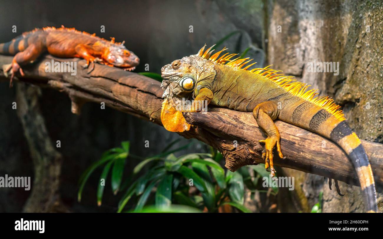 Lizard families together is looking to the future so cute in a public ...