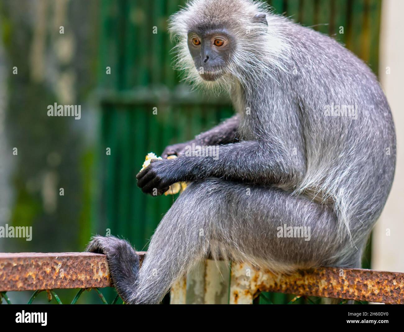 Portrait Silver leaf monkey relaxing outside the barn in a public park ...