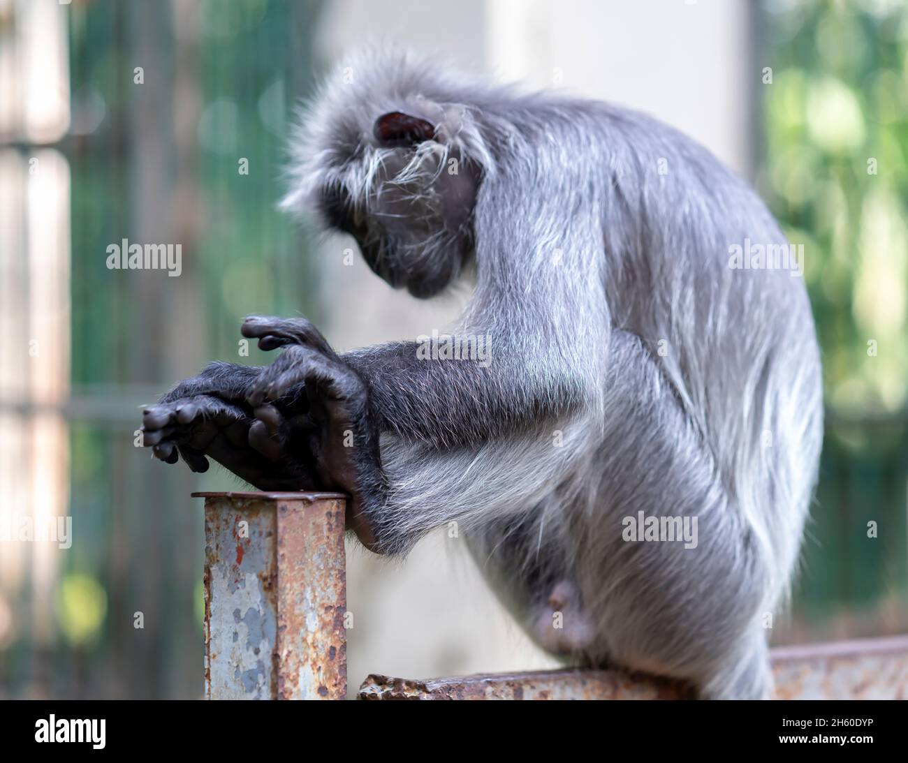 Portrait Silver leaf monkey relaxing outside the barn in a public park ...