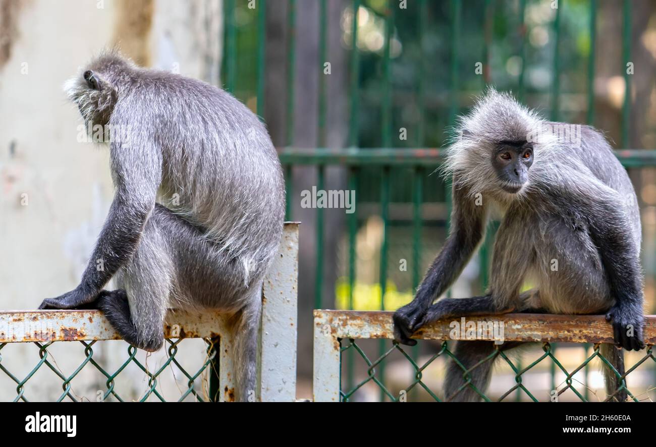 Portrait Silver leaf monkey relaxing outside the barn in a public park ...