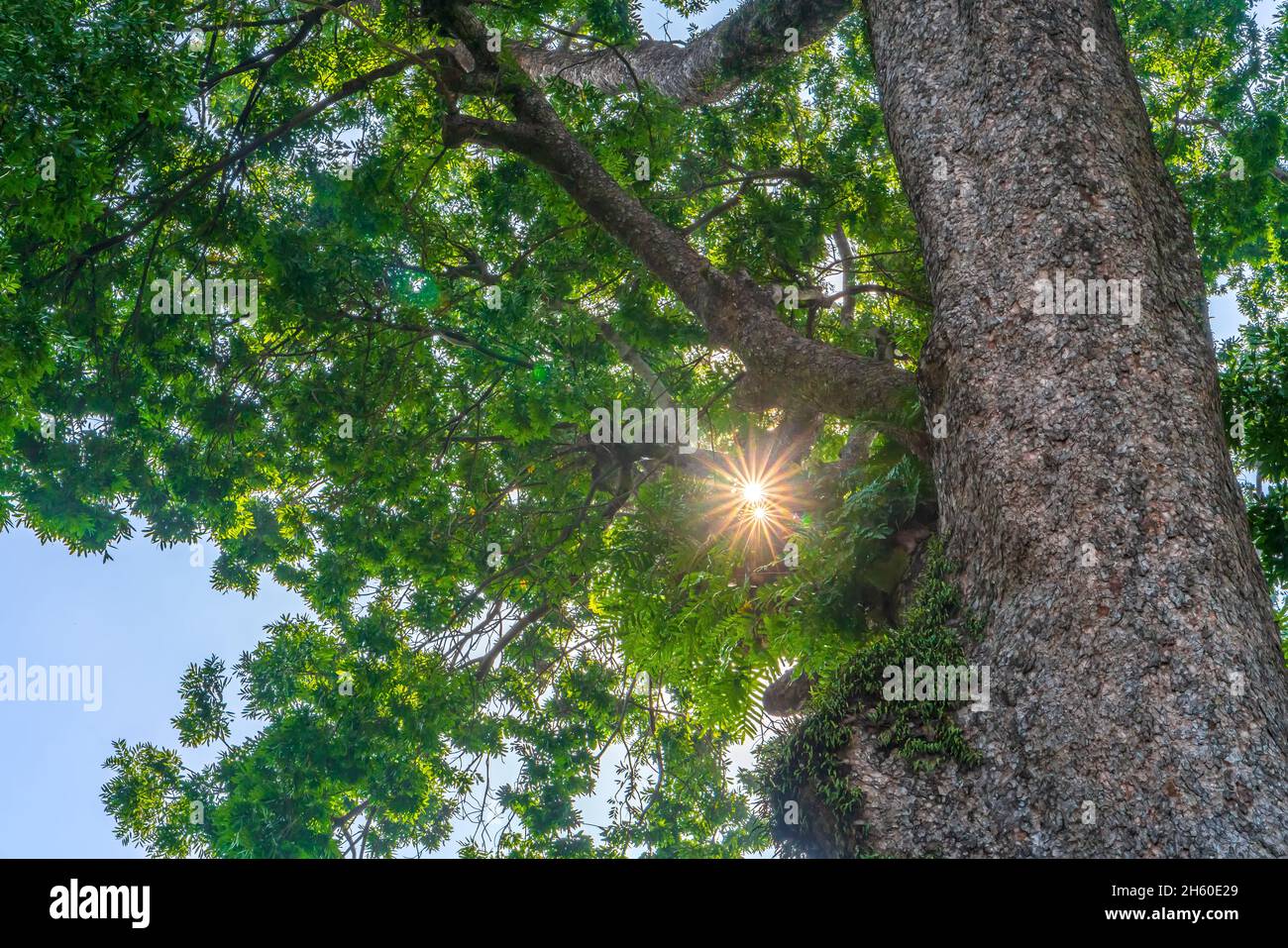 Hundred year old tree hi-res stock photography and images - Alamy