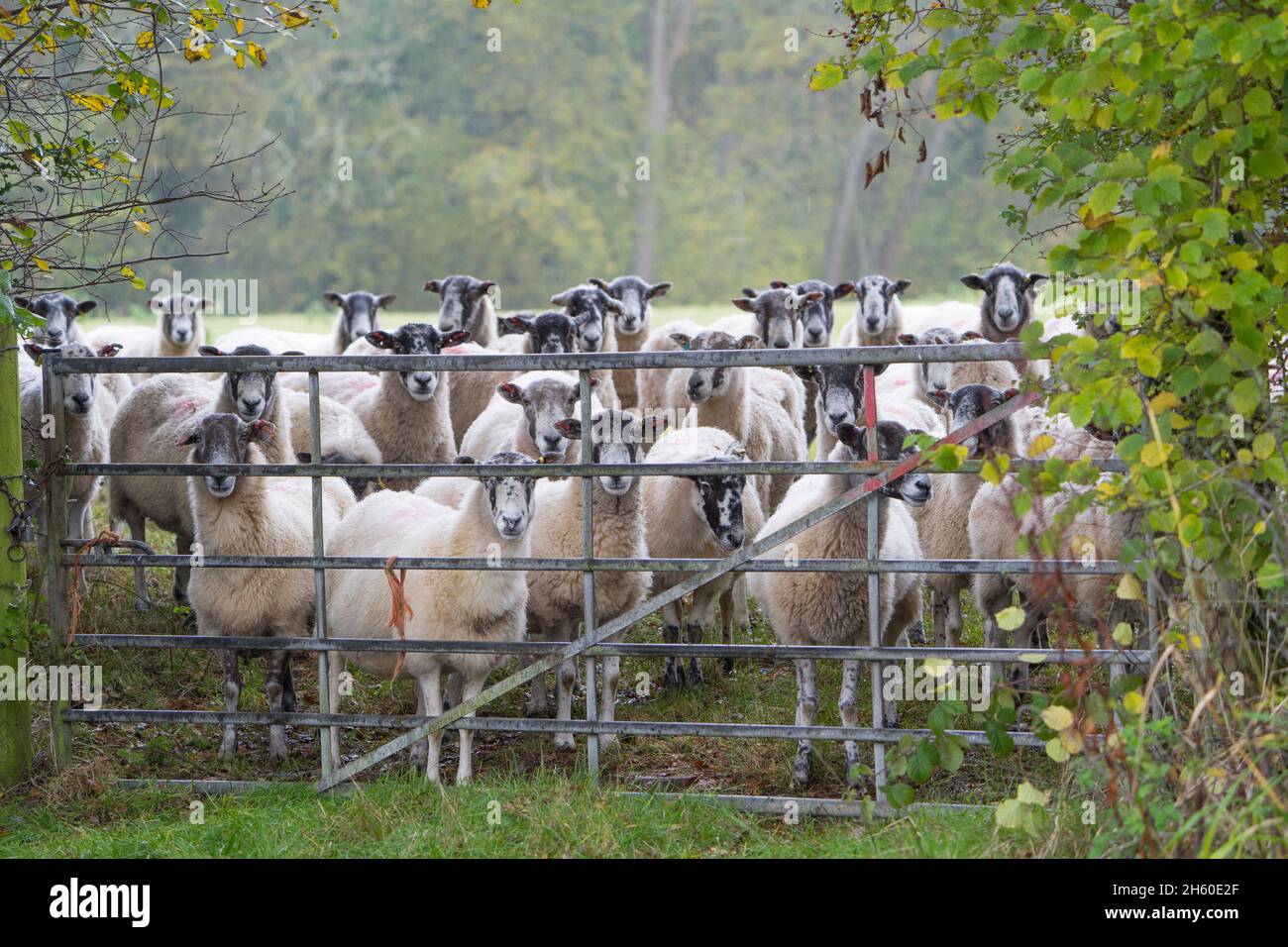 Sheep gate hi-res stock photography and images - Alamy
