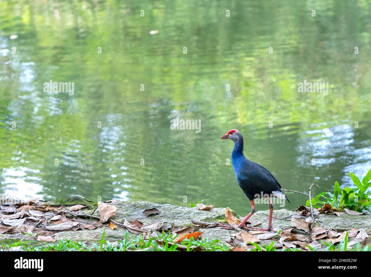 Western swamphen bird standing looking for food on the riverbank in a ...