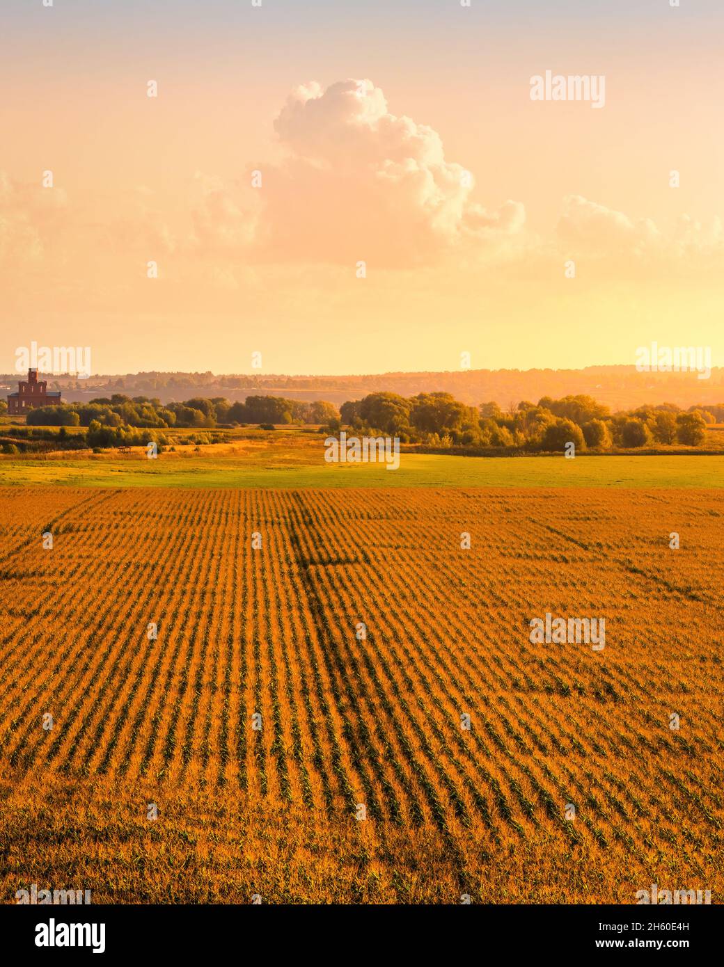 Top view to the rows of young corn in an agricultural field at sunset ...