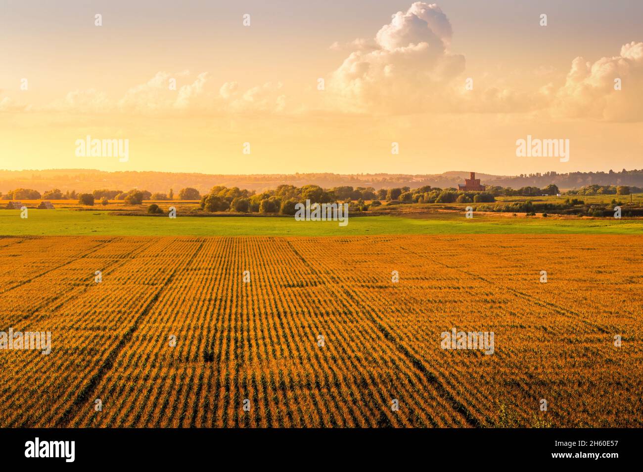 Top view to the rows of young corn in an agricultural field at sunset ...