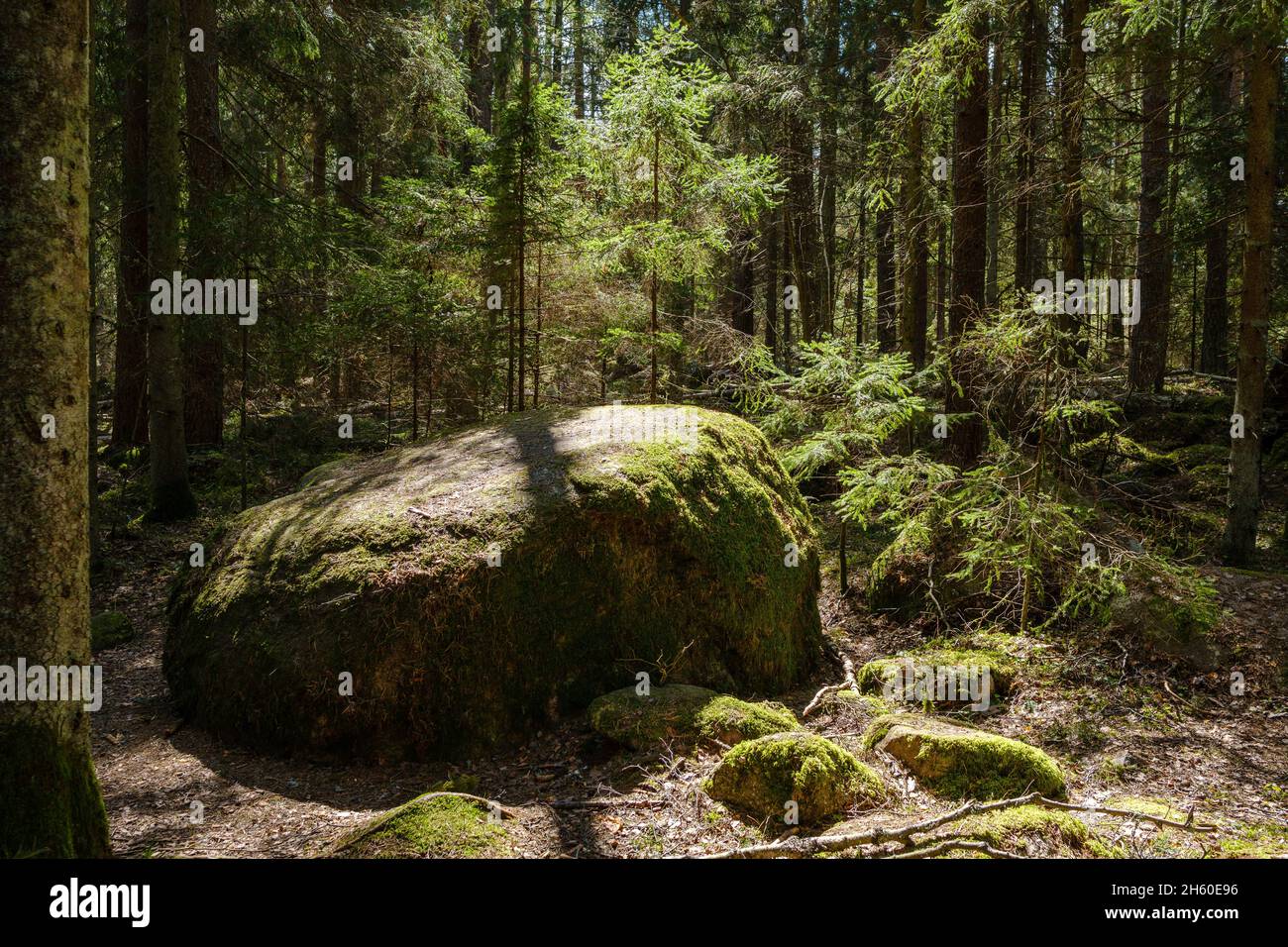 large rocks in green summer forest below trees hiding in moss Stock ...