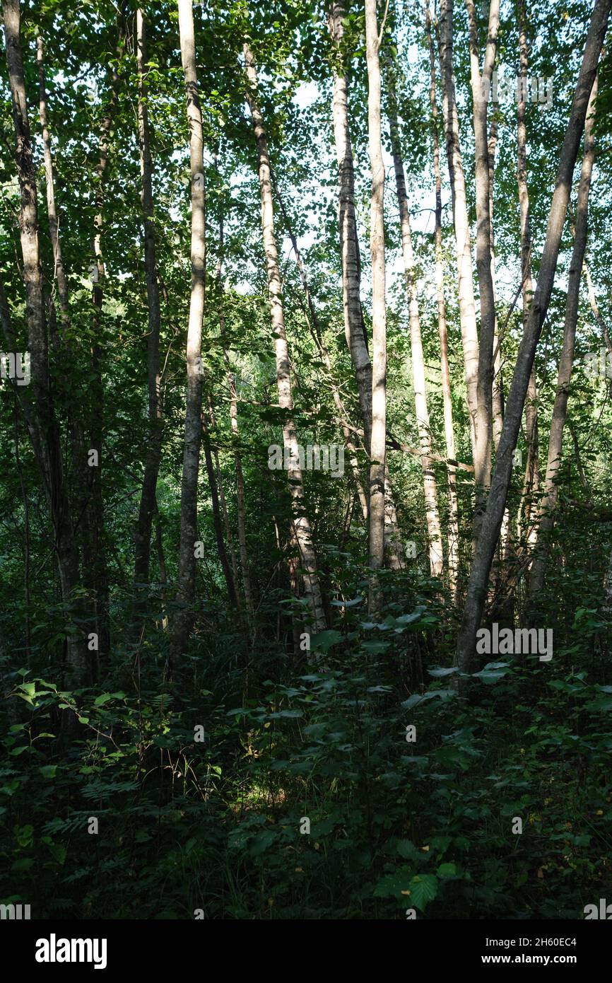 birch tree grove in summer green forest. white trunk wall Stock Photo ...
