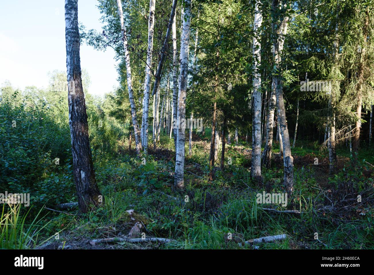 birch tree grove in summer green forest. white trunk wall Stock Photo ...