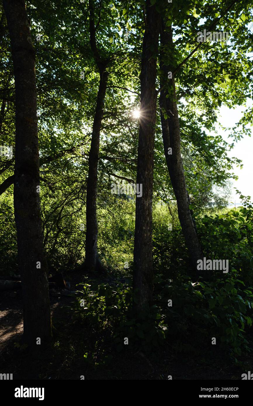 birch tree grove in summer green forest. white trunk wall Stock Photo ...