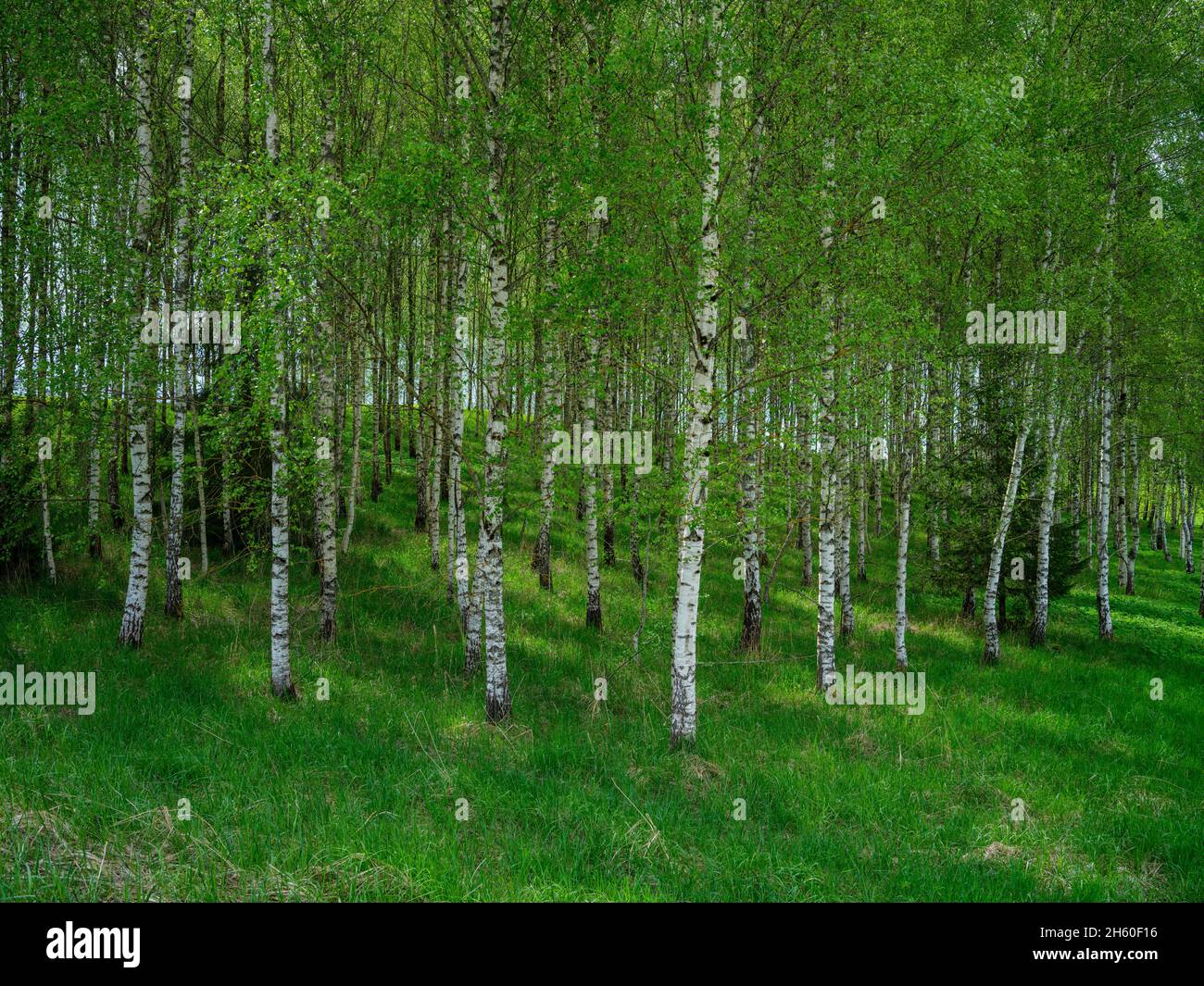 birch tree grove in summer green forest. white trunk wall Stock Photo ...