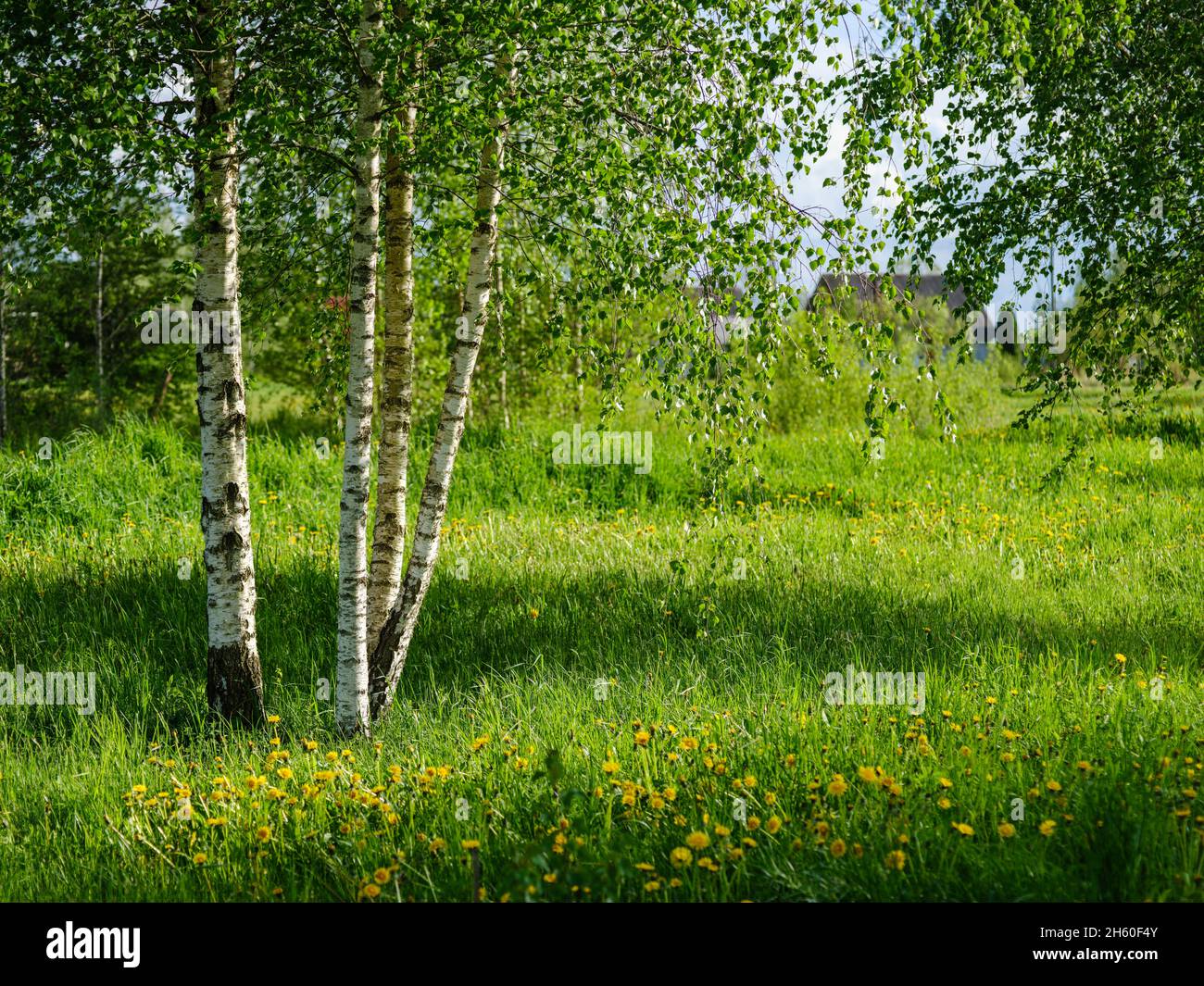 birch tree grove in summer green forest. white trunk wall Stock Photo ...