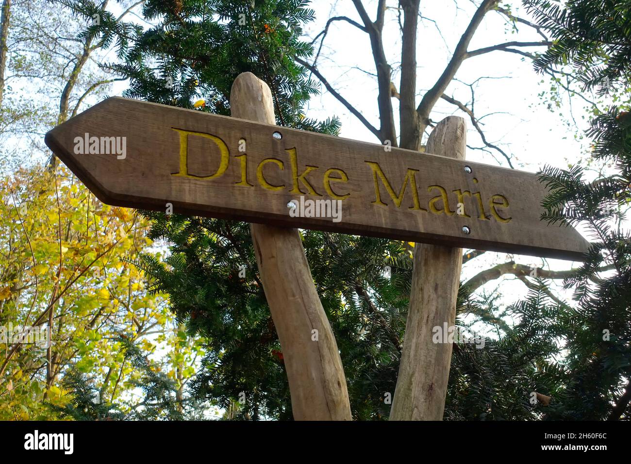 800 year old English oak Dicke Marie is a natural monument in the ...