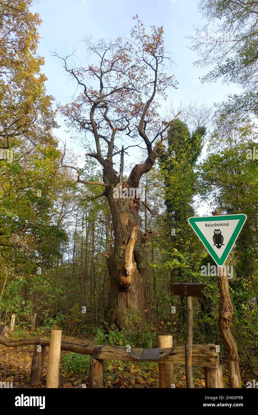 800 year old English oak Dicke Marie is a natural monument in the ...