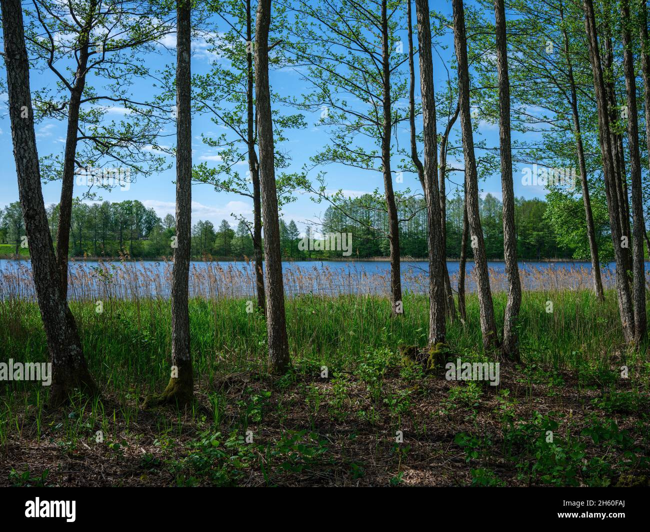 birch tree grove in summer green forest. white trunk wall Stock Photo ...