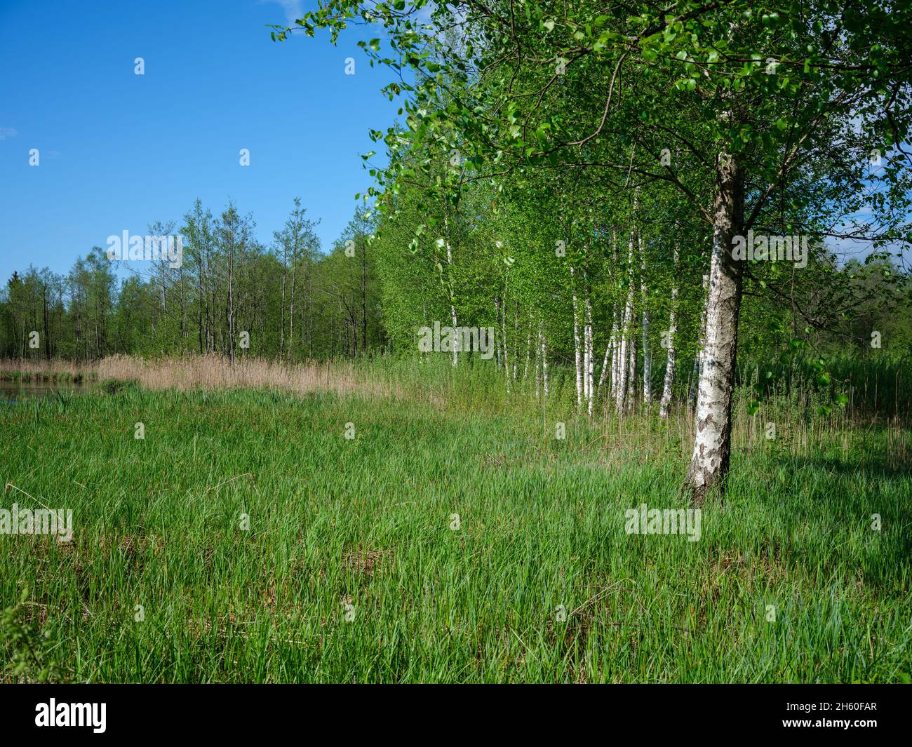 birch tree grove in summer green forest. white trunk wall Stock Photo ...