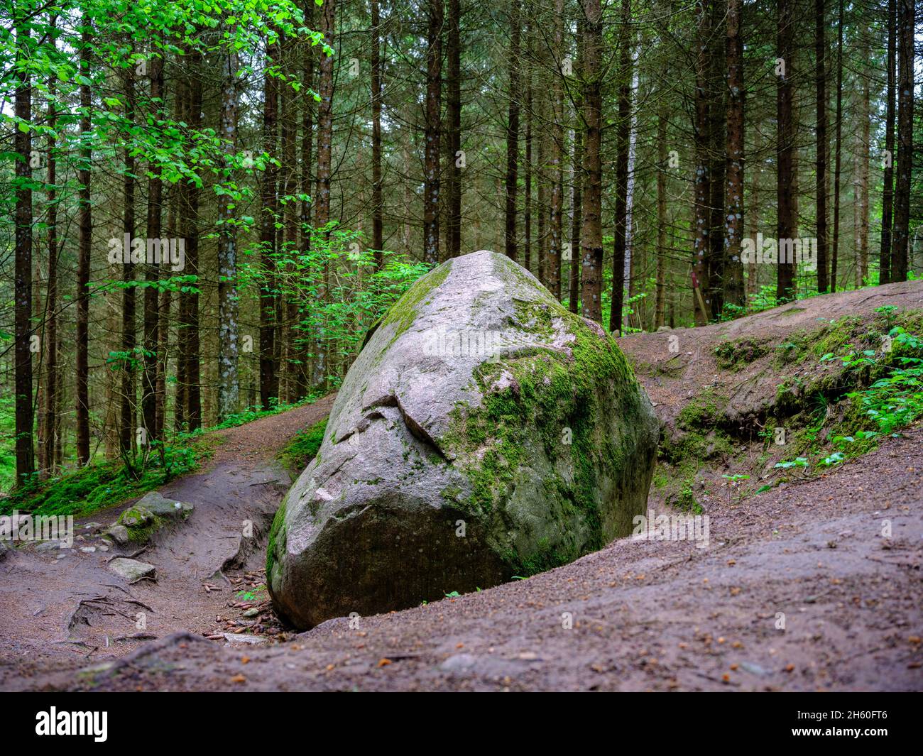 large rocks in green summer forest below trees hiding in moss Stock ...