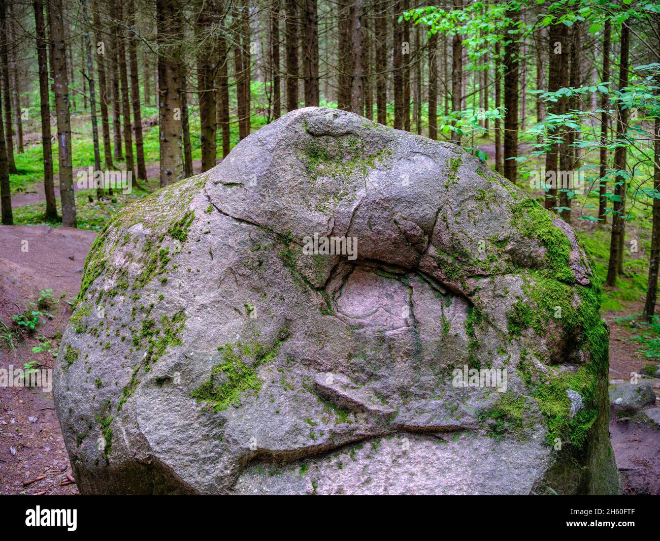 large rocks in green summer forest below trees hiding in moss Stock ...