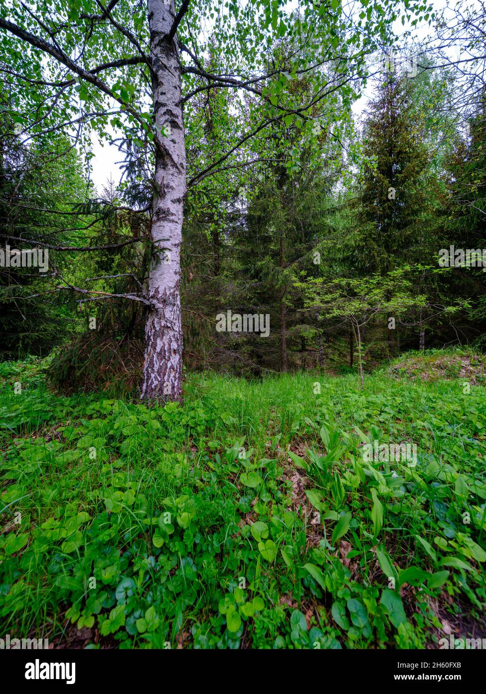 birch tree grove in summer green forest. white trunk wall Stock Photo ...