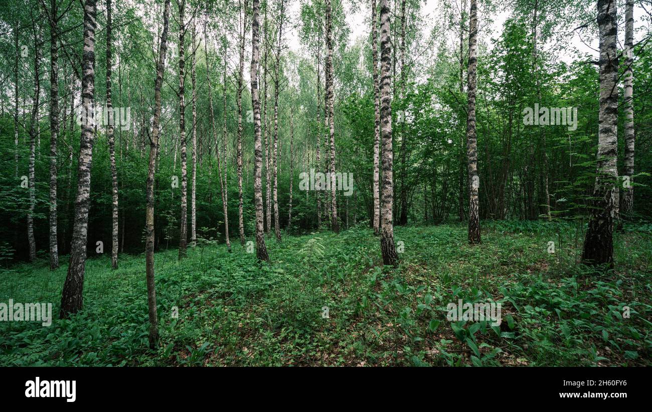 birch tree grove in summer green forest. white trunk wall Stock Photo ...