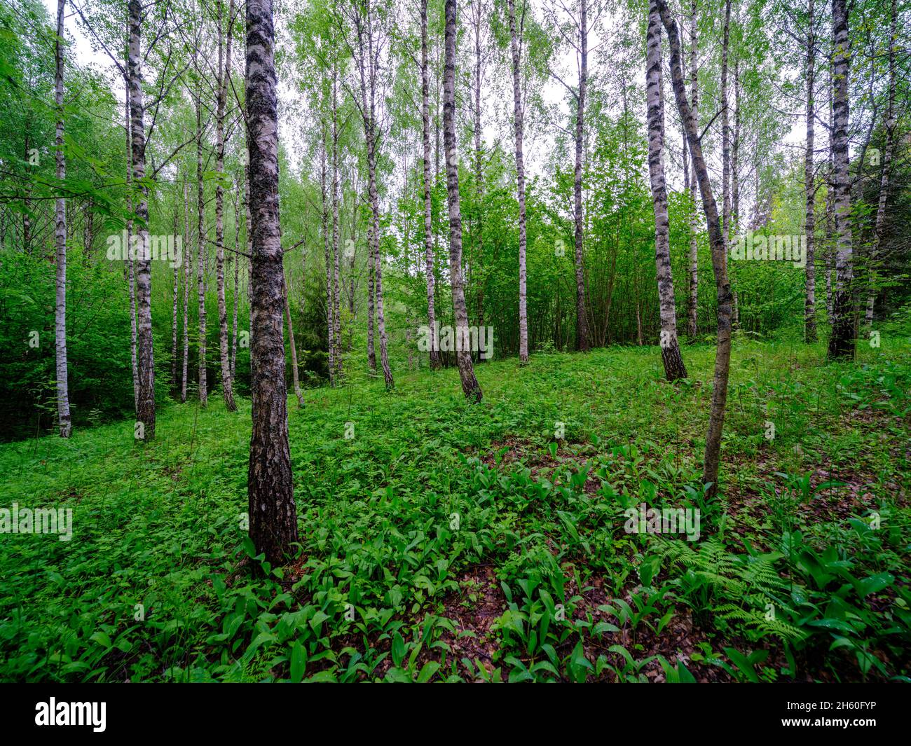 birch tree grove in summer green forest. white trunk wall Stock Photo ...