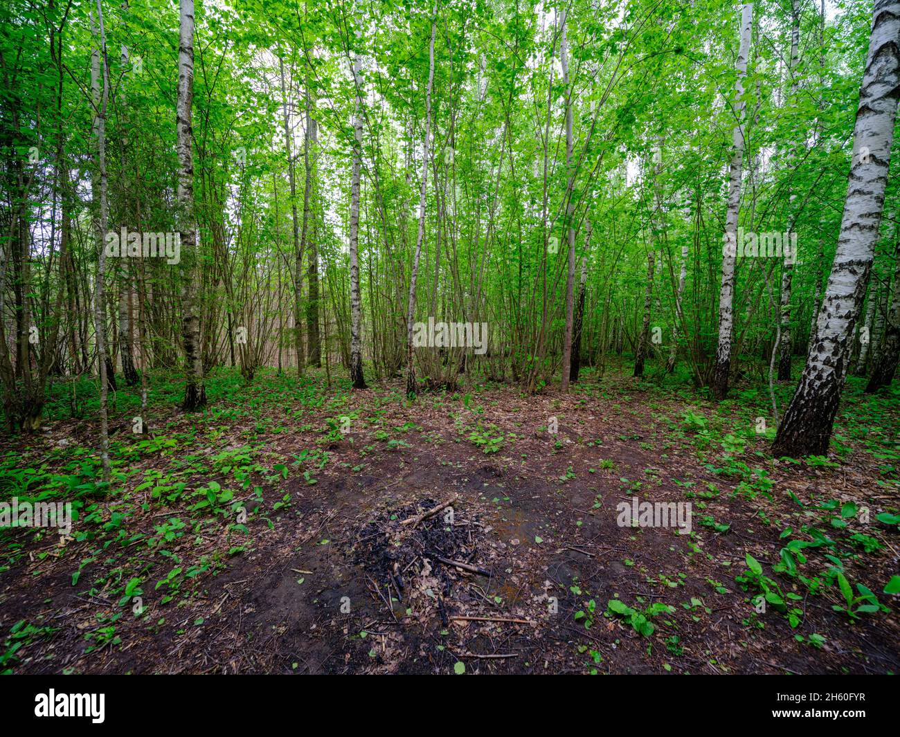 birch tree grove in summer green forest. white trunk wall Stock Photo ...