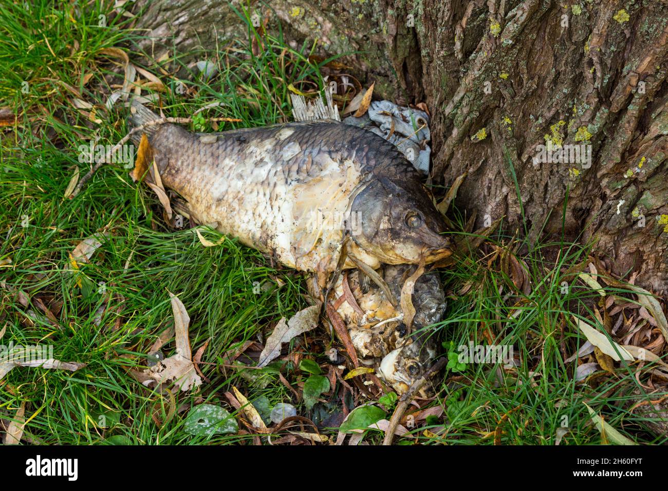 Dead carp (Carassius) fish on shore of lake Stock Photo - Alamy
