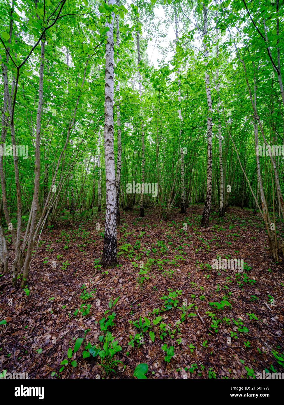birch tree grove in summer green forest. white trunk wall Stock Photo ...