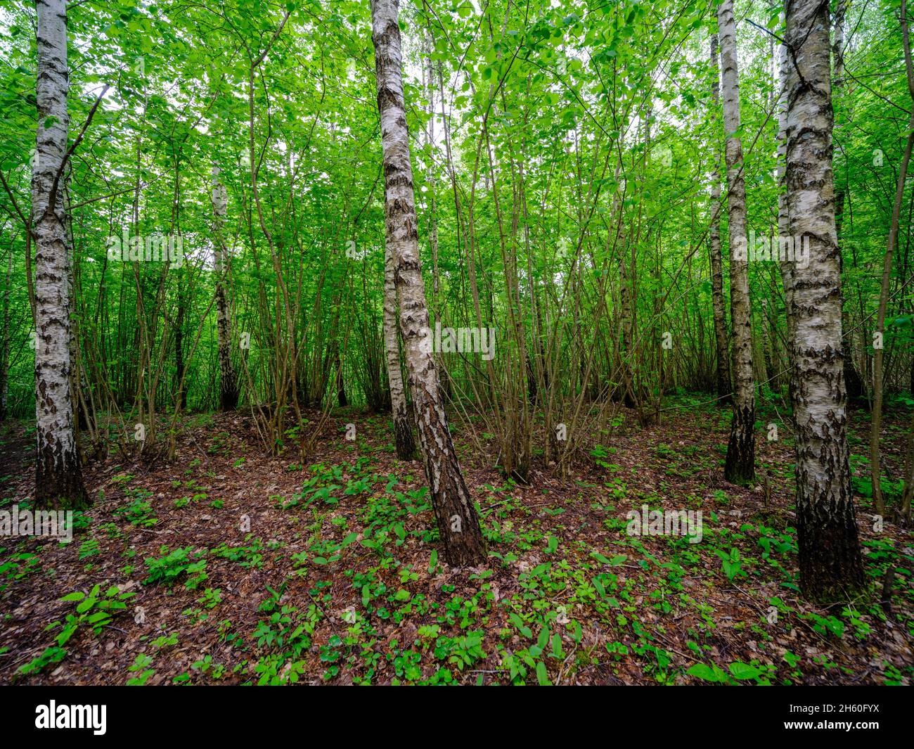 birch tree grove in summer green forest. white trunk wall Stock Photo ...