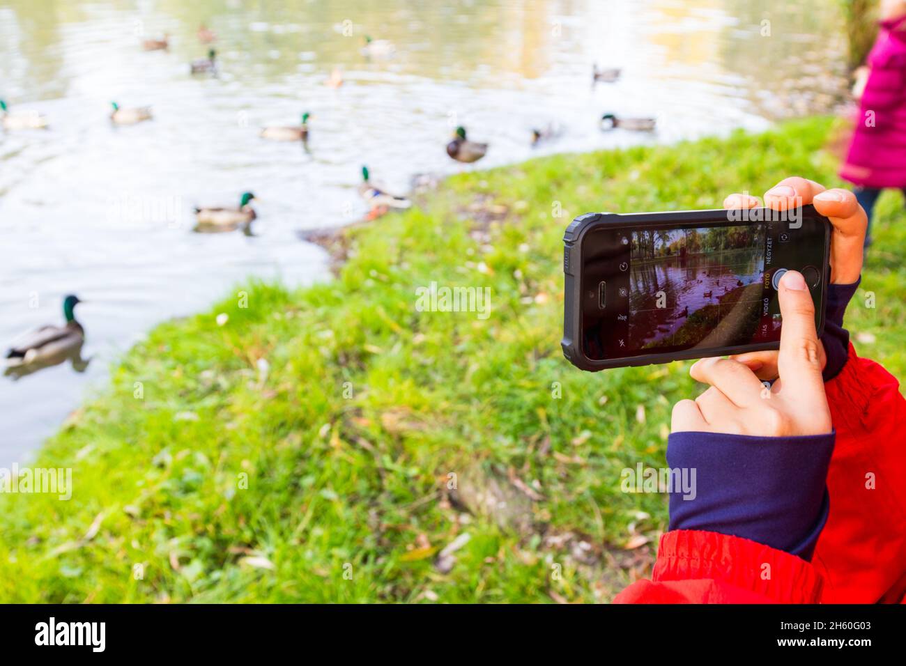 Child taking photos of mallard ducks with mobile phone Stock Photo - Alamy