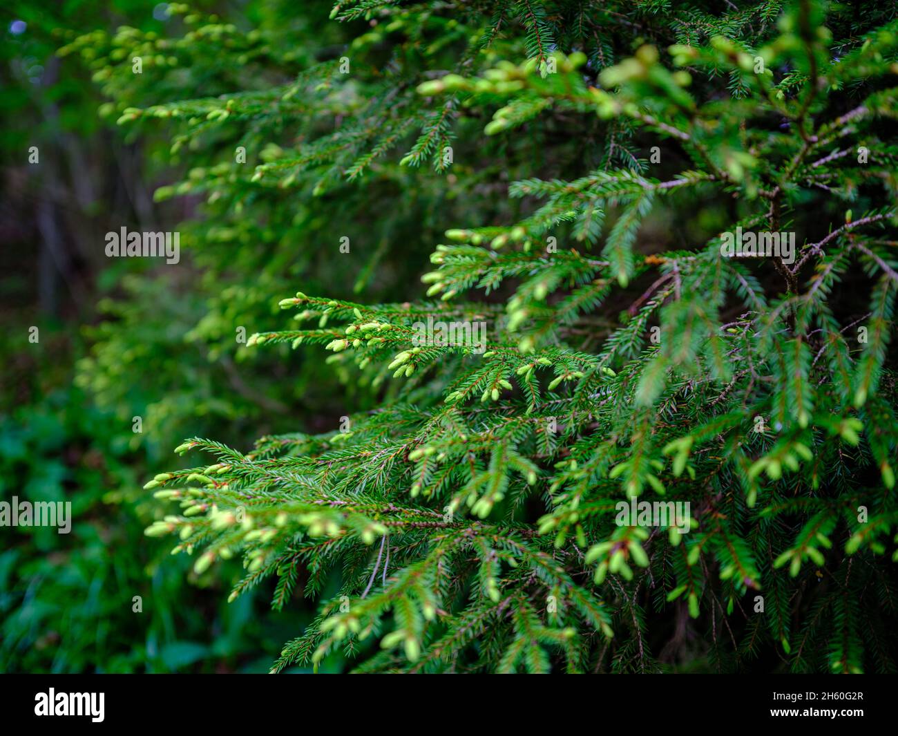 summer green foliage textures in forest nature. abstract backgrounds ...