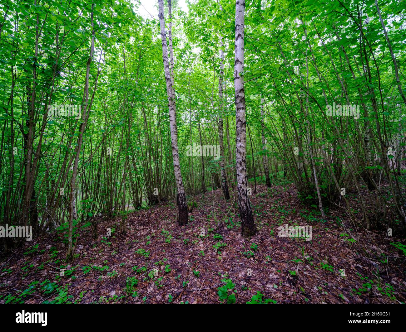 birch tree grove in summer green forest. white trunk wall Stock Photo ...