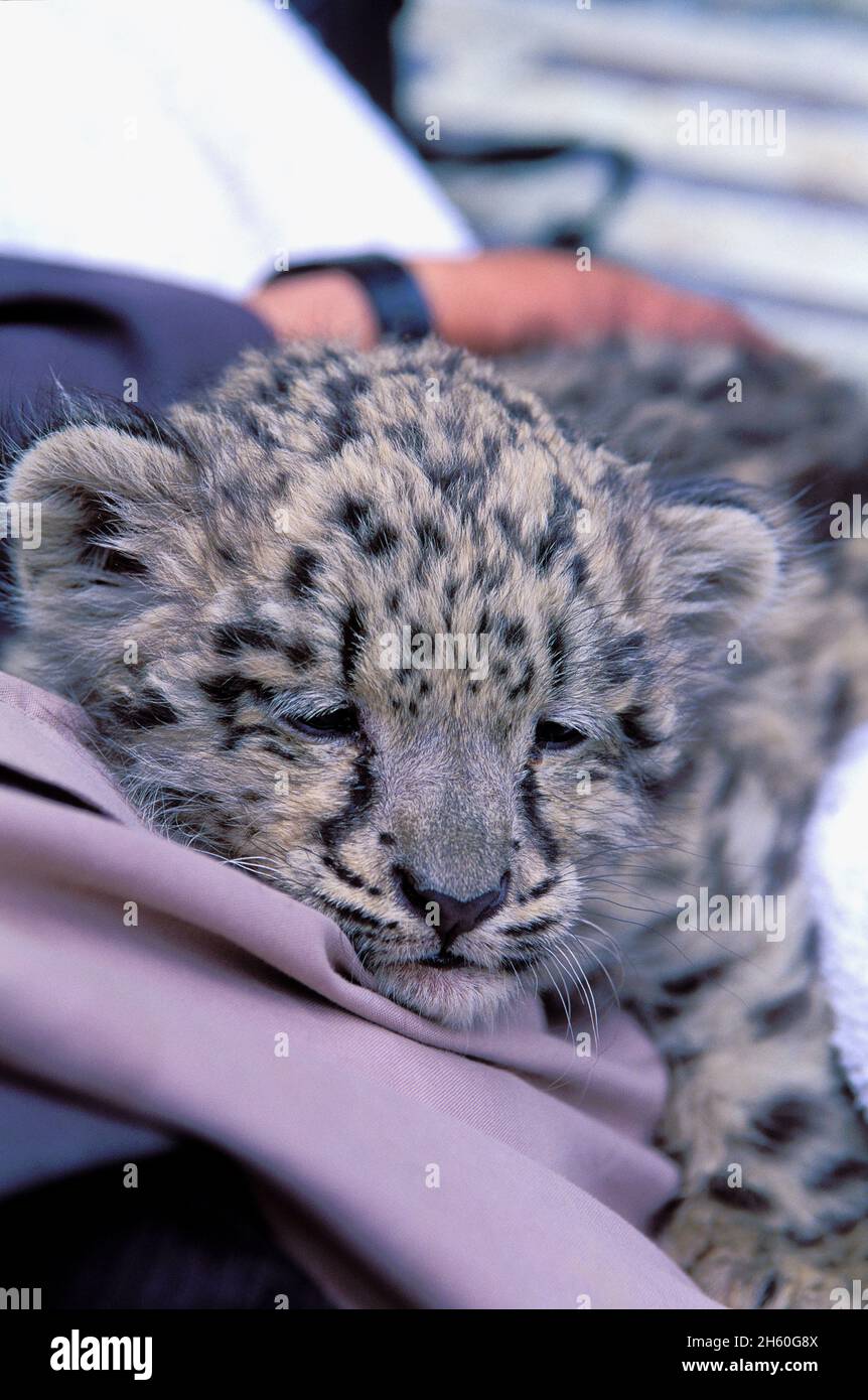 Pakistan. Northen Area. Hunza area. Baby snow leopard Stock Photo - Alamy