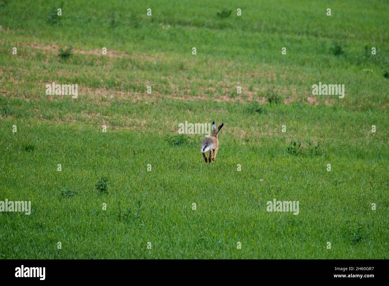 wild hare jumping and hiding in meadow in green summer Stock Photo - Alamy