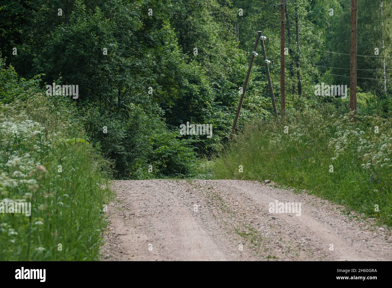 gravel road in countryside summer nature. dry road through forest Stock ...