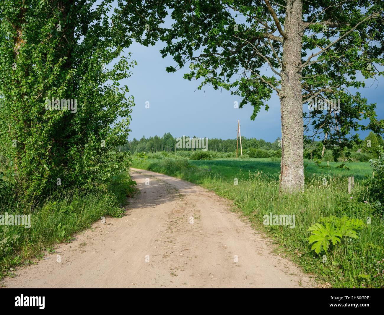 gravel road in countryside summer nature. dry road through forest Stock ...